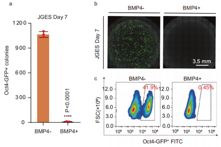 西湖大学裴端卿团队发现BMP4-SALL4-NuRD轴调控细胞命运决定新机制