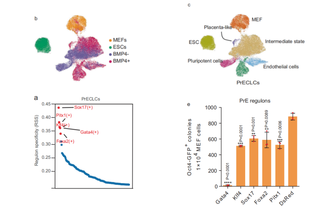 西湖大学裴端卿团队发现BMP4-SALL4-NuRD轴调控细胞命运决定新机制