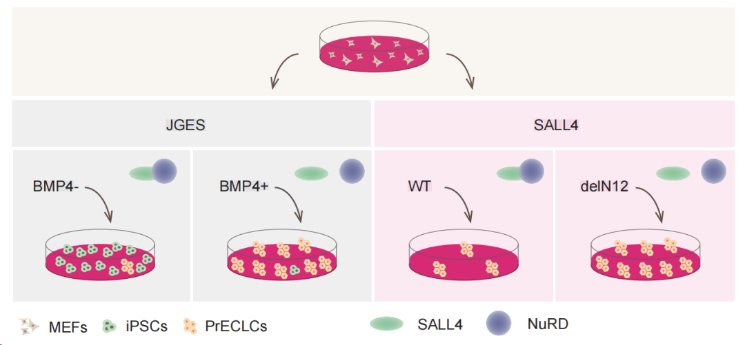 西湖大学裴端卿团队发现BMP4-SALL4-NuRD轴调控细胞命运决定新机制