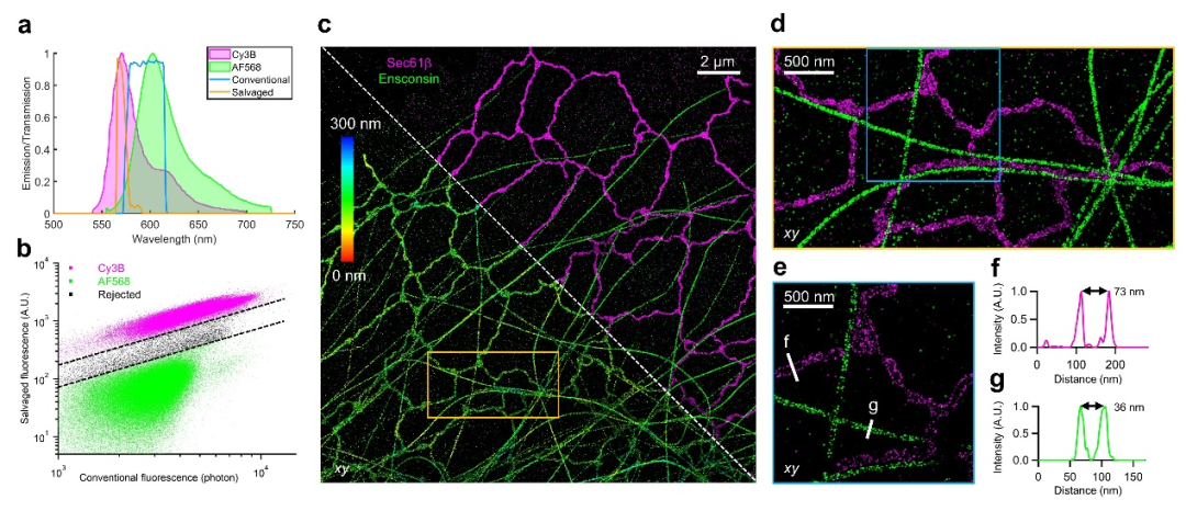 生命科学学院章永登团队开发超分辨显微镜4Pi-SIMFLUX